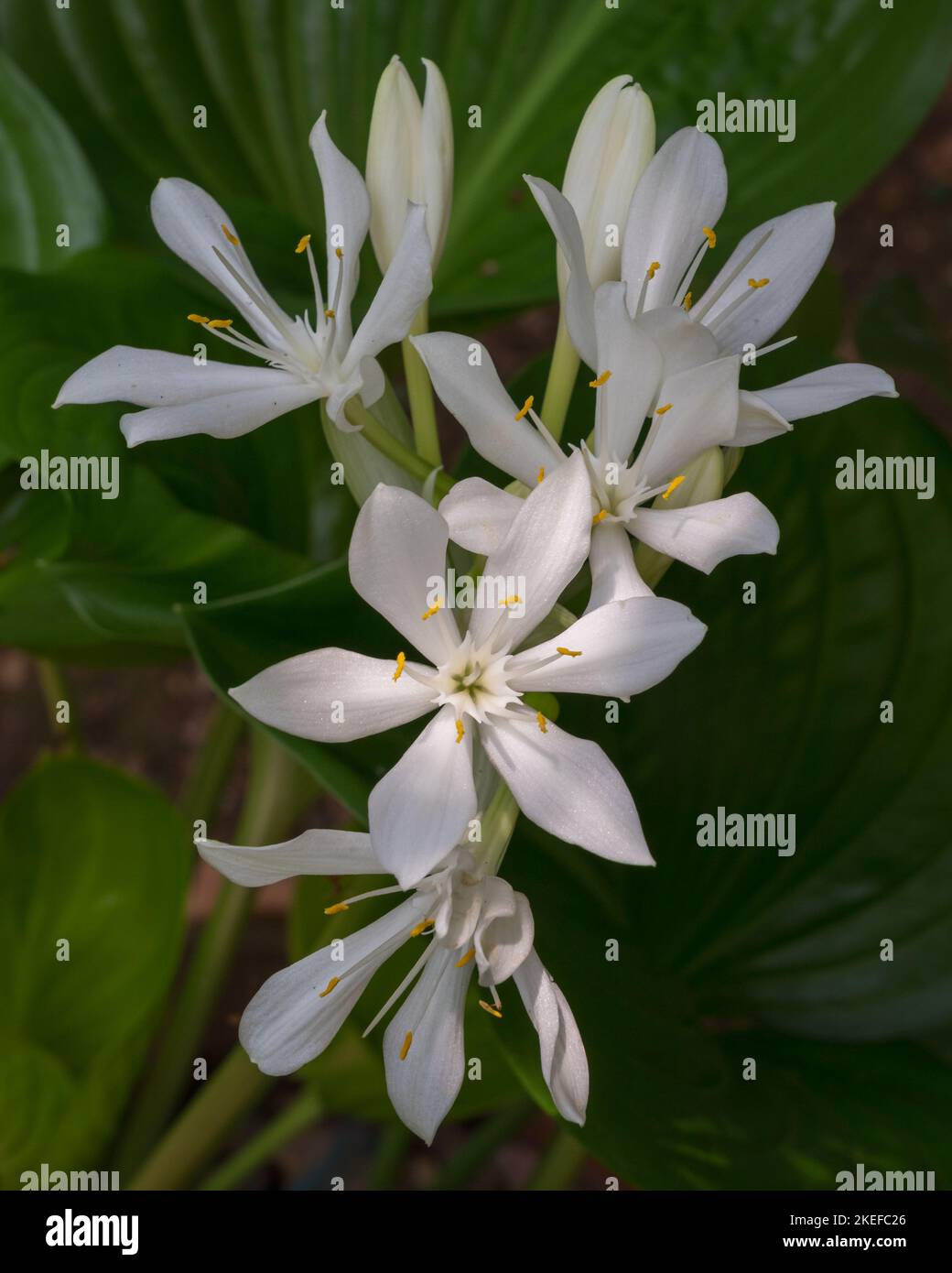 Closeup view of fresh bright white flowers of proiphys amboinensis aka ...