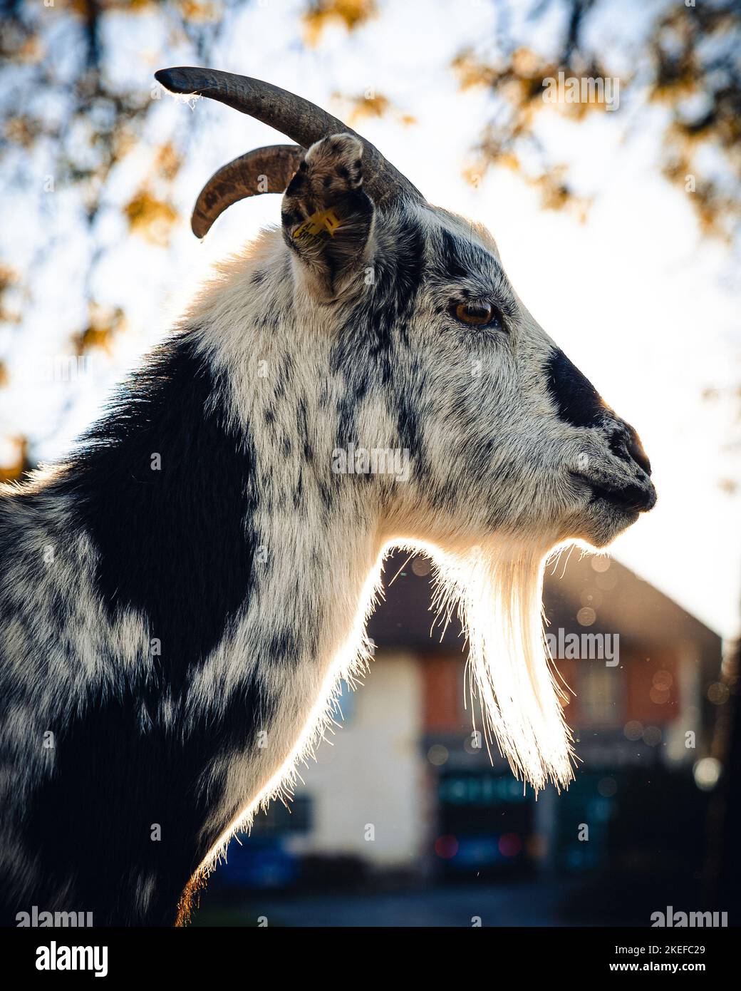 Capra grigia hi-res stock photography and images - Alamy