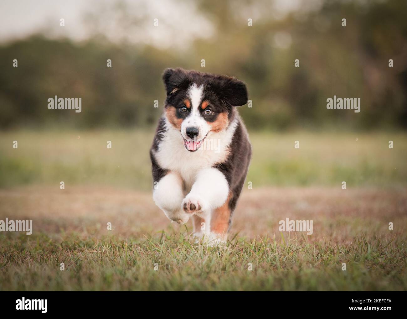 Australian shepherd puppy running in hi-res stock photography and ...