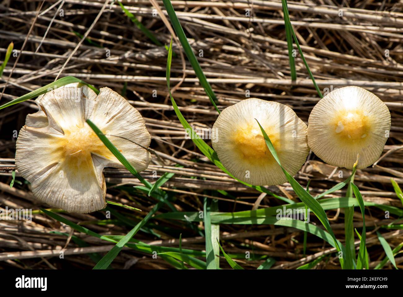 White fungi caps hi-res stock photography and images - Alamy