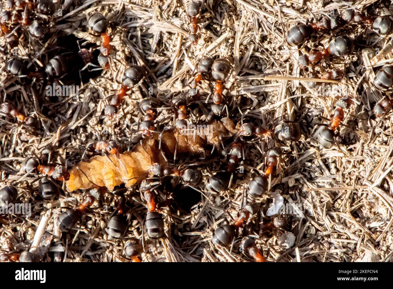 Ecological role of ants hi-res stock photography and images - Alamy
