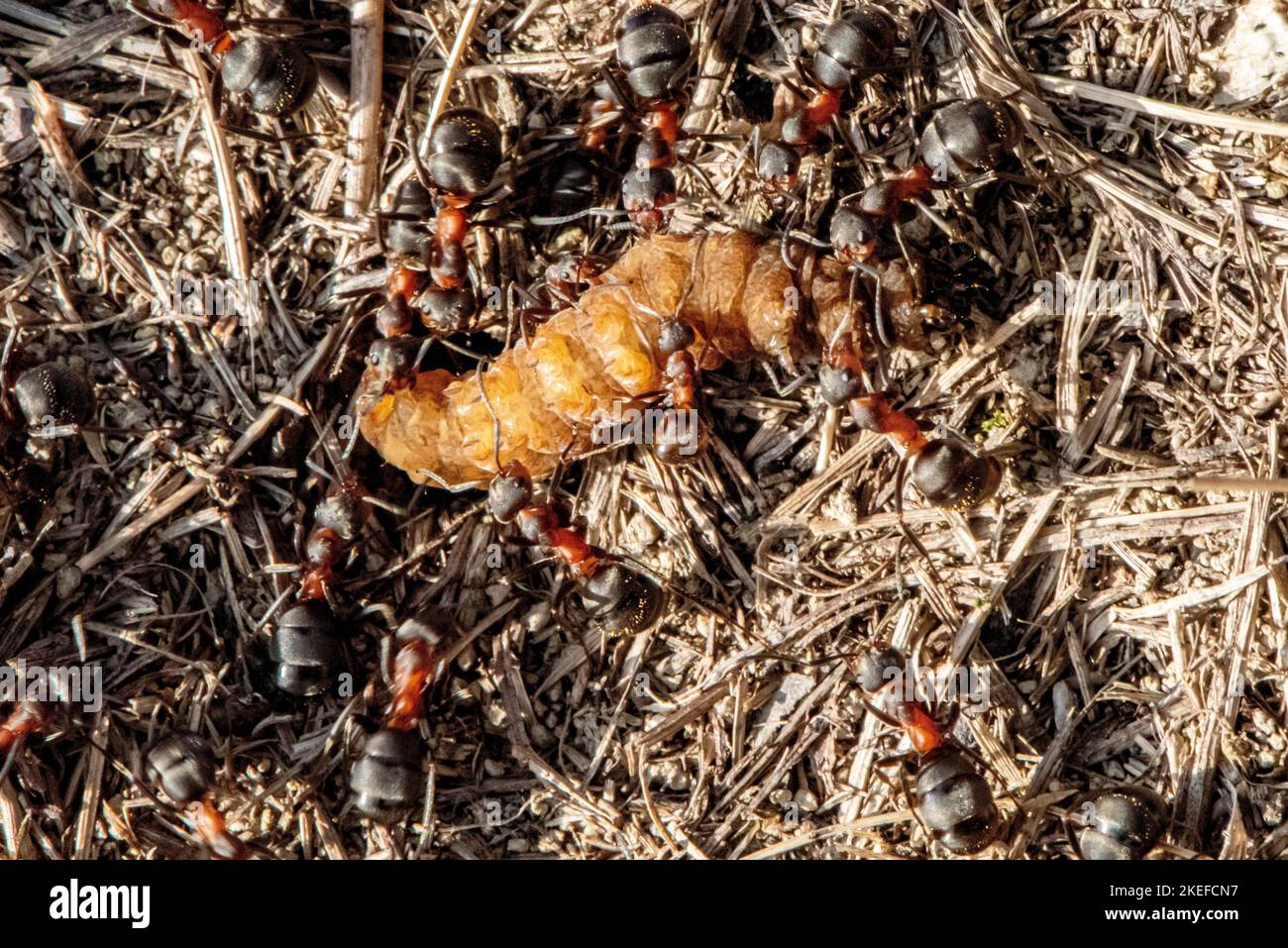 ants feeding on a grub Stock Photo - Alamy