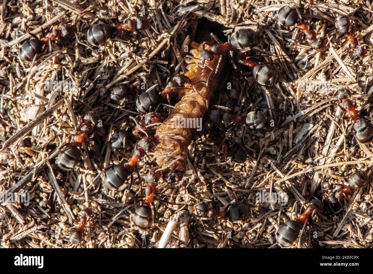 Ants structure hi-res stock photography and images - Alamy