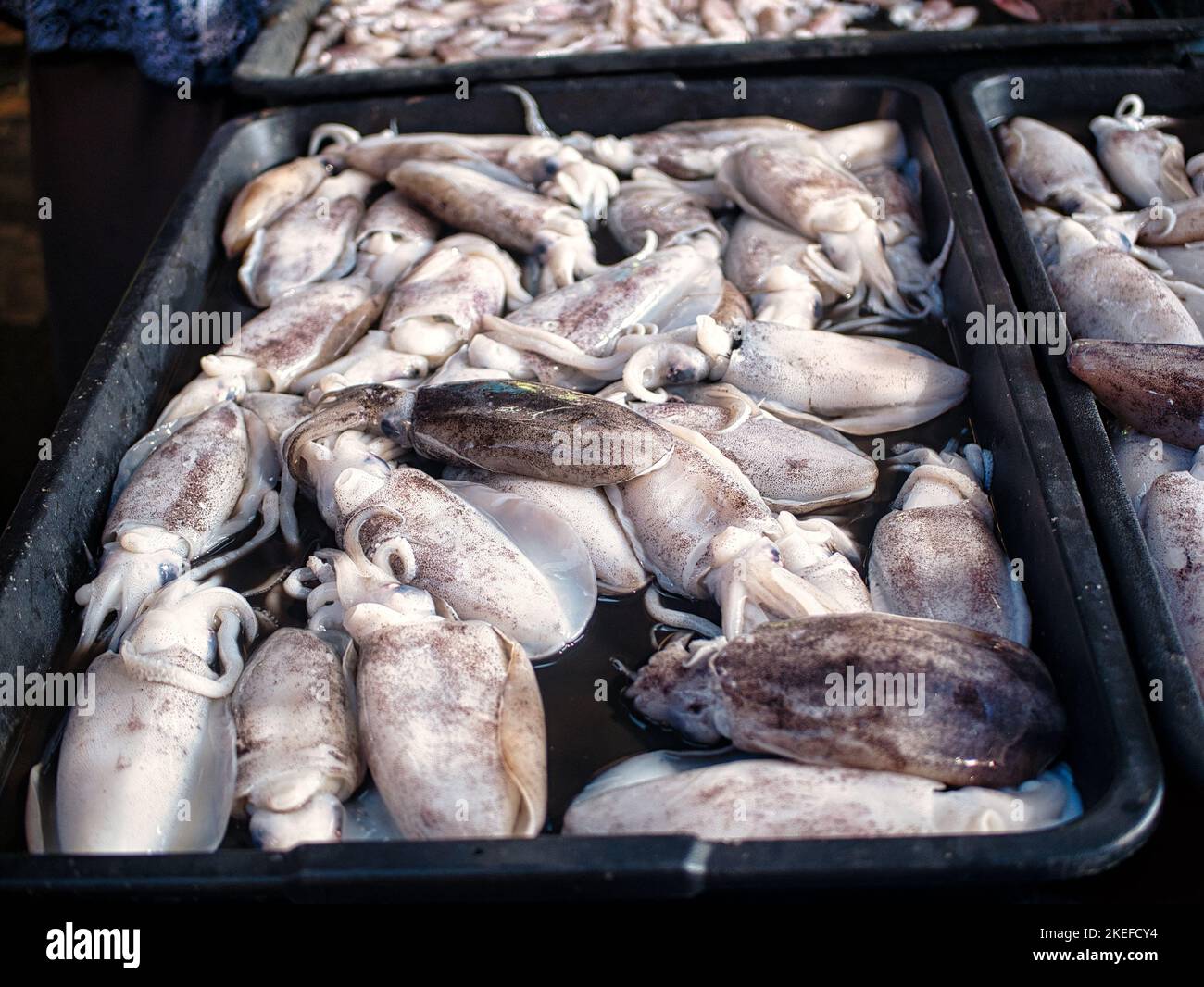 Squid cuttlefish at wet market Stock Photo - Alamy
