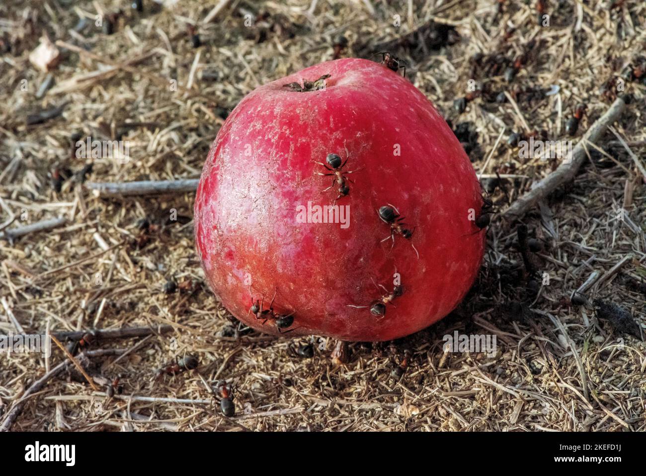 anthill and an apple attacked by ants Stock Photo - Alamy