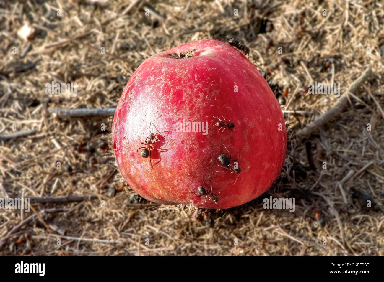 anthill and an apple attacked by ants Stock Photo - Alamy