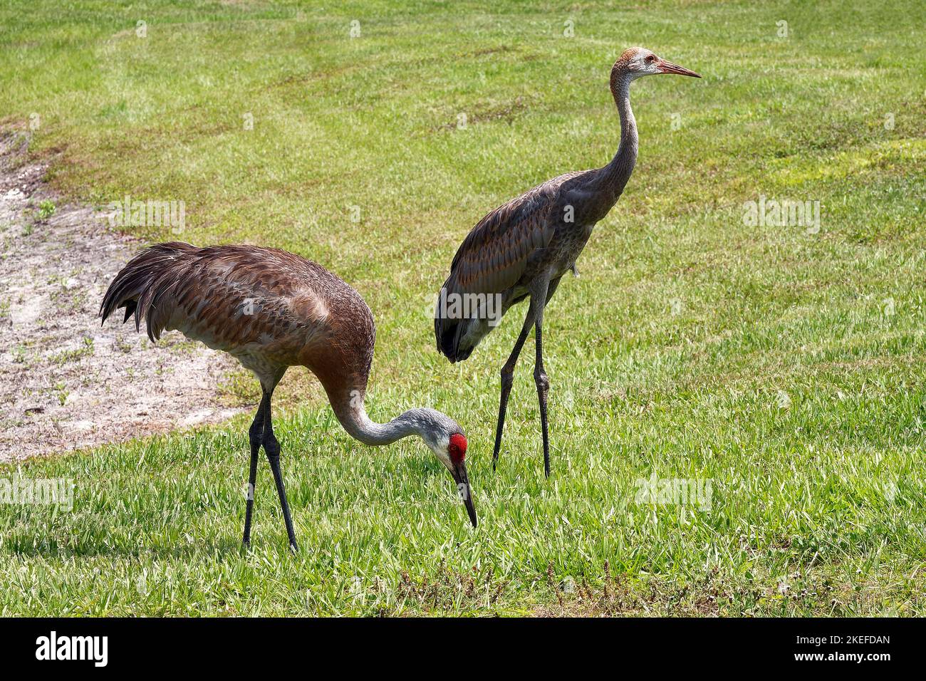2 Sandhill Cranes, immature, mature, eating, walking, very large bird ...