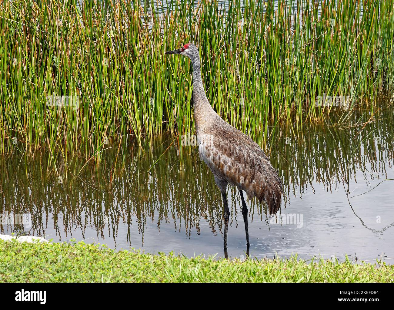 Sandhill Crane, standing in pond, water, green grass, very large bird ...