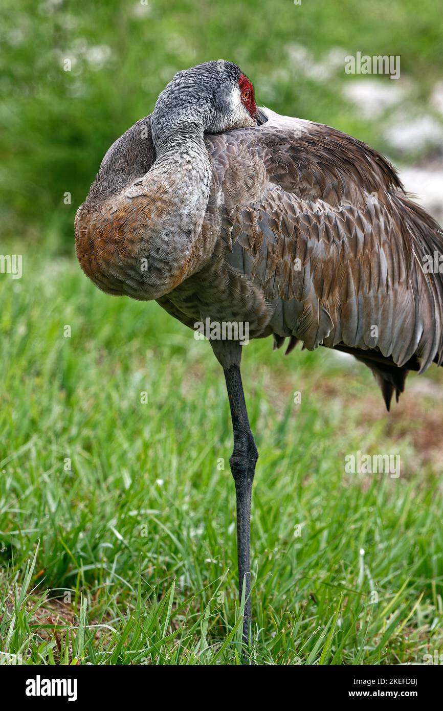 Sandhill Crane, head on back, close-up, standing on 1 leg, green ...