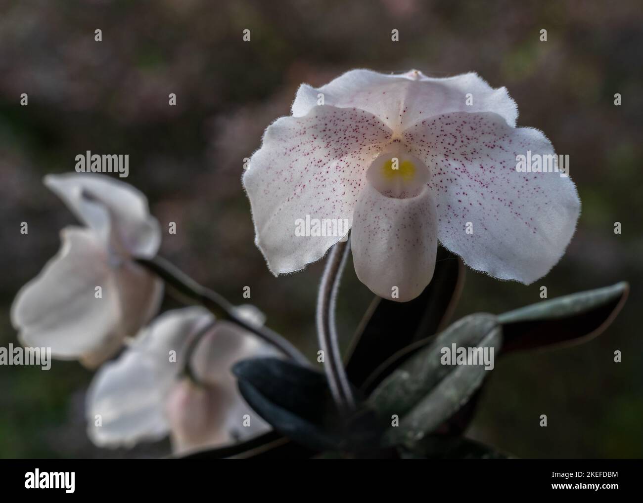 Closeup view of tropical lady slipper orchid species paphiopedilum ...