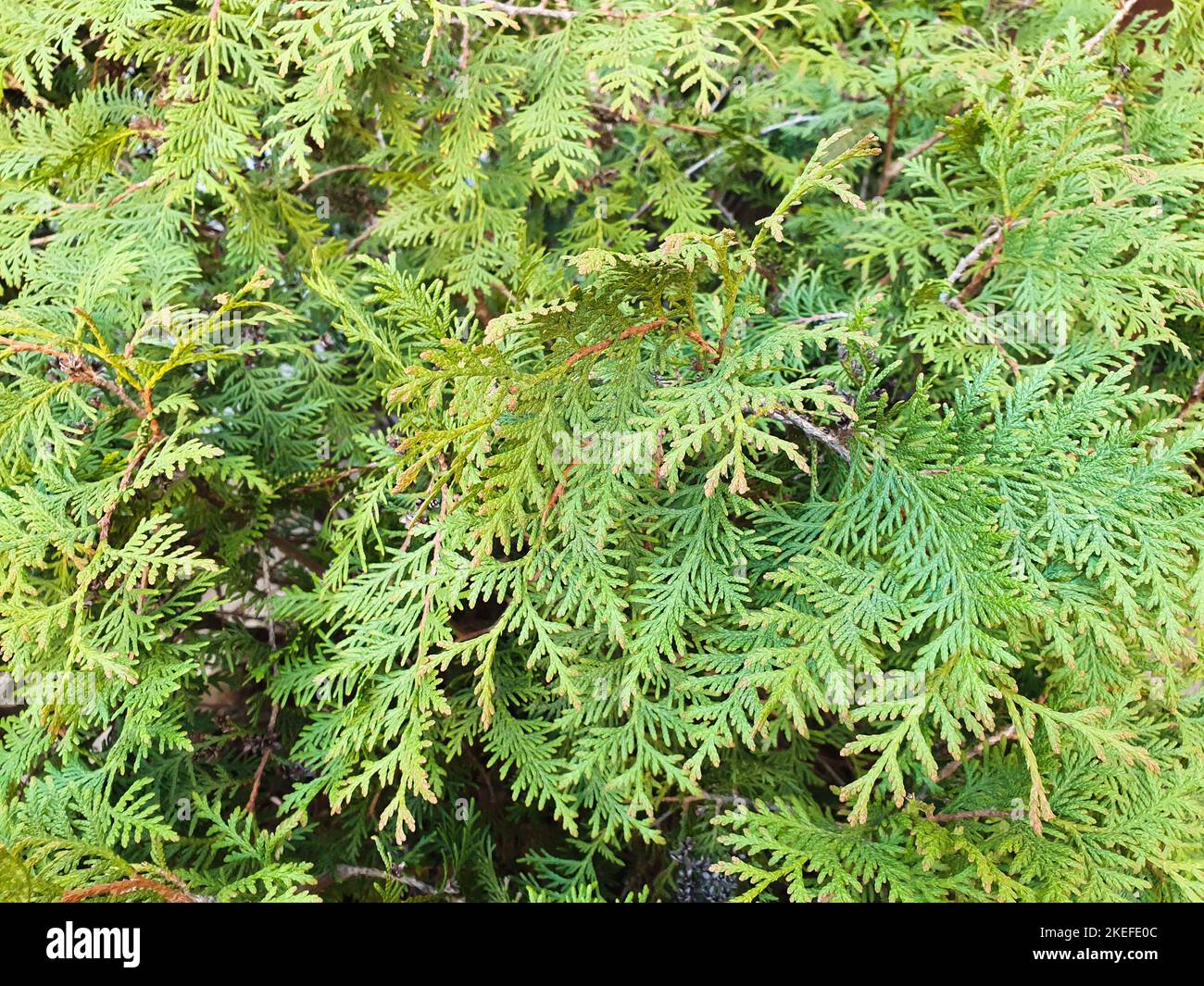 Green thuja tree branches background. Natural needles backdrop, bright ...