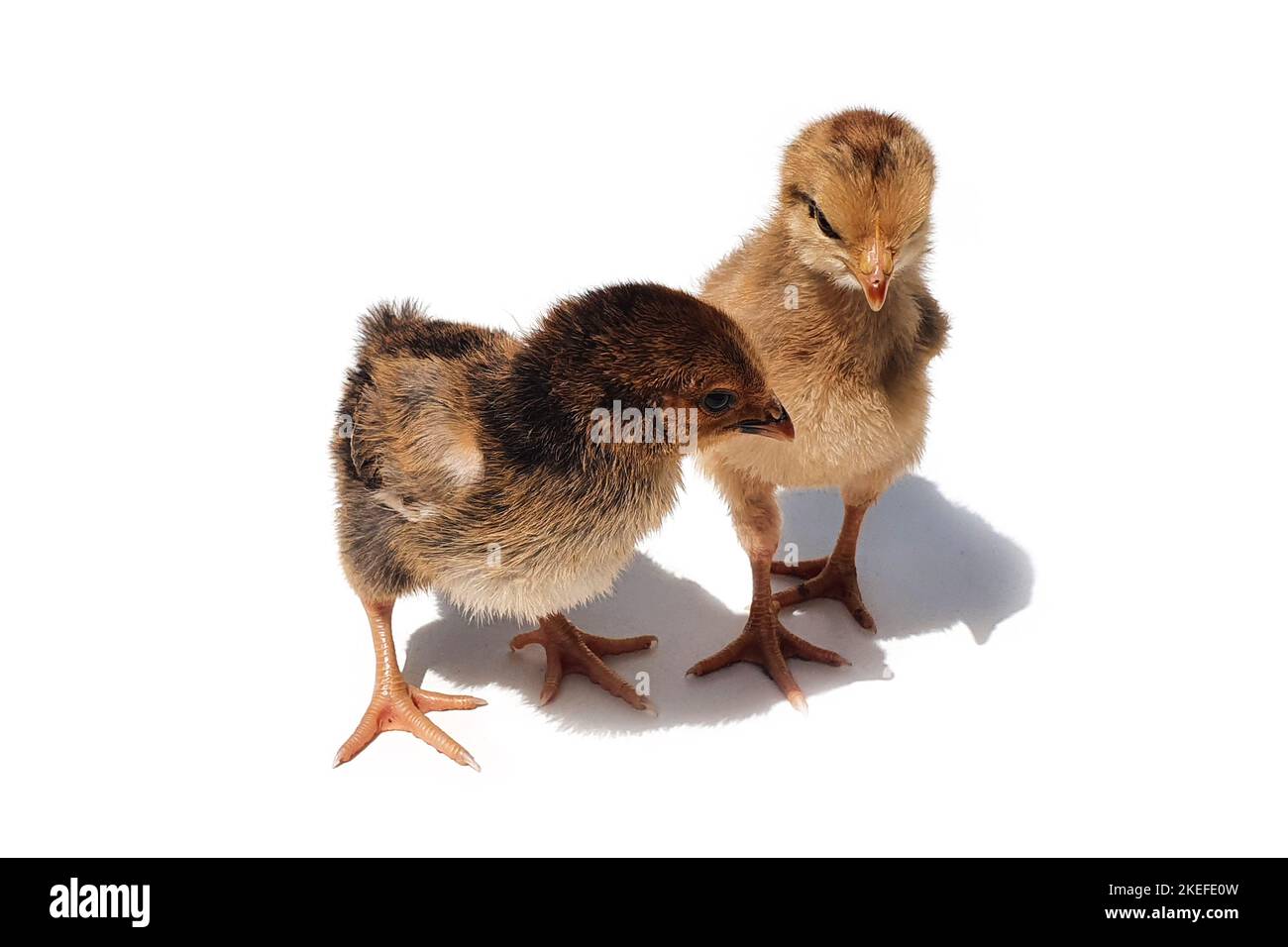 Two brown chicken chicks, two weeks old. Small brown chickens with ...
