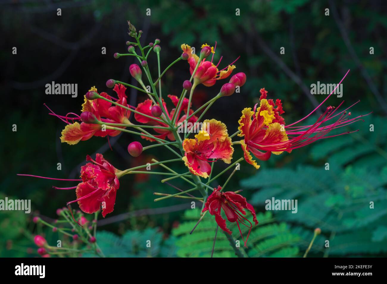 Closeup view of colorful red orange and yellow flowers of caesalpinia ...