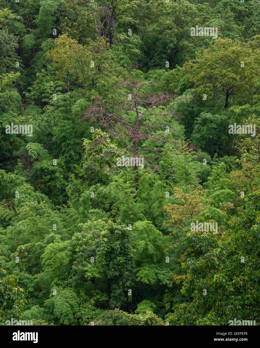 Scenic landscape view of dense lush green tropical forest on hillside ...