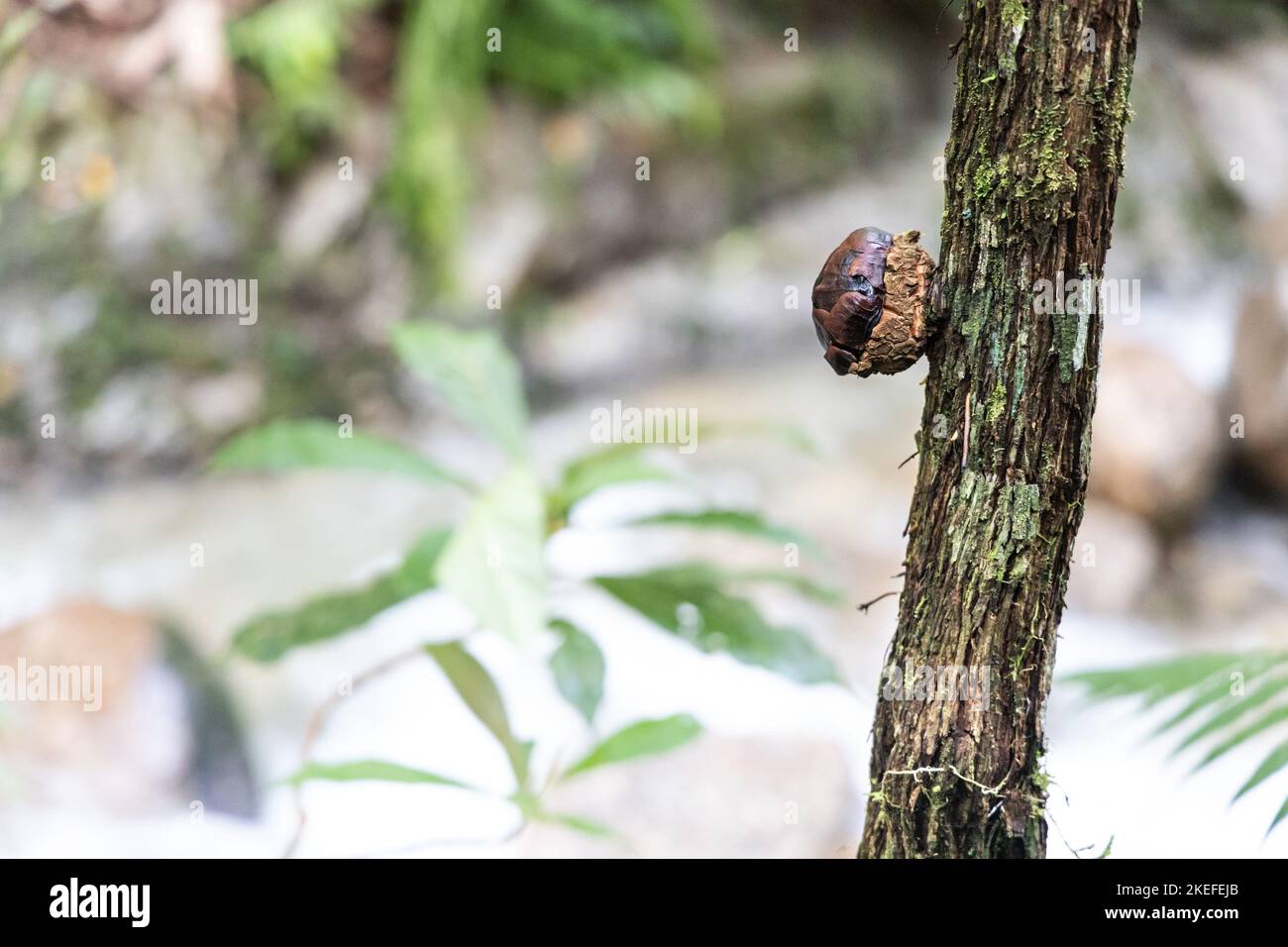 The buds of Rafflesia rise directly from the lower stems of their host ...