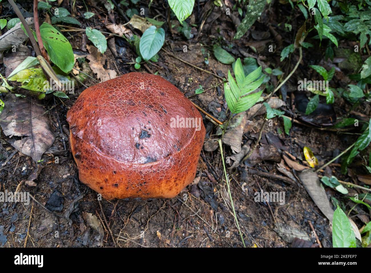 The buds of Rafflesia rise from the ground or directly from the lower ...