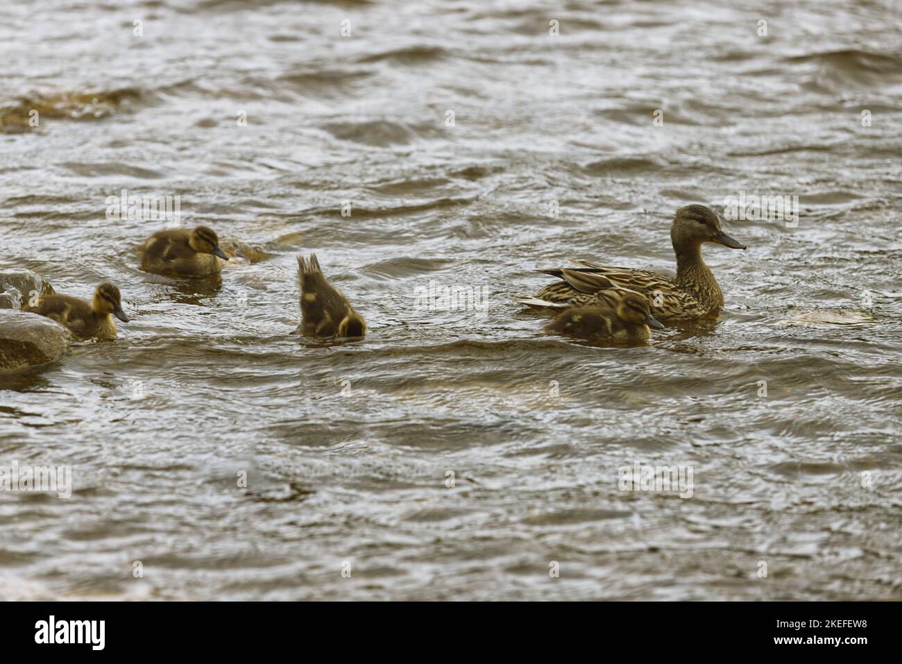 A Mallard ducklings following their mother duck in the water, beautiful ...