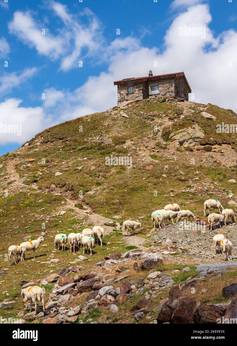 Sheep graze below the mountain shelter at Timmelsjoch mountain pass ...