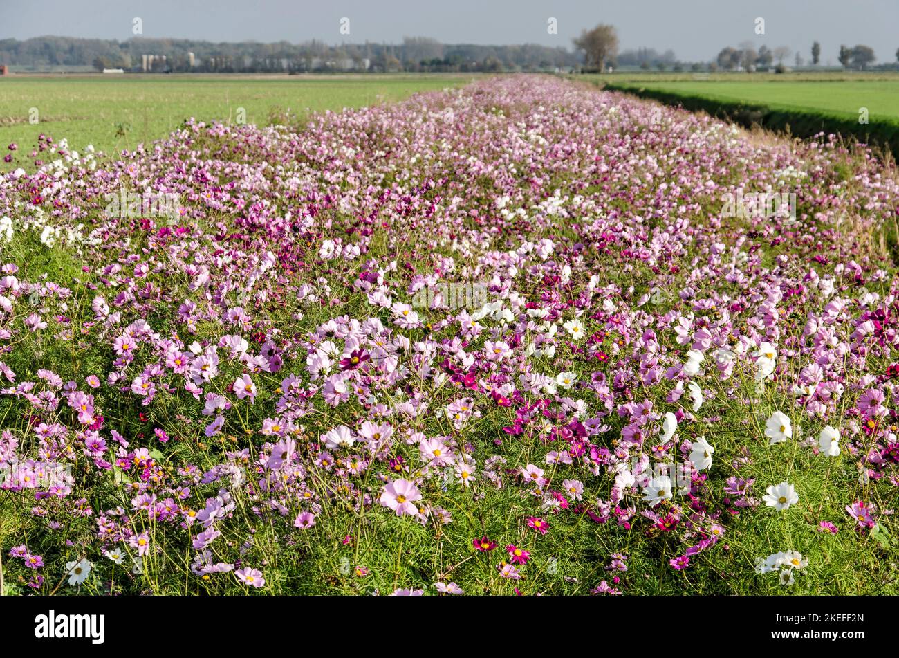 Strip of flowers hi-res stock photography and images - Alamy