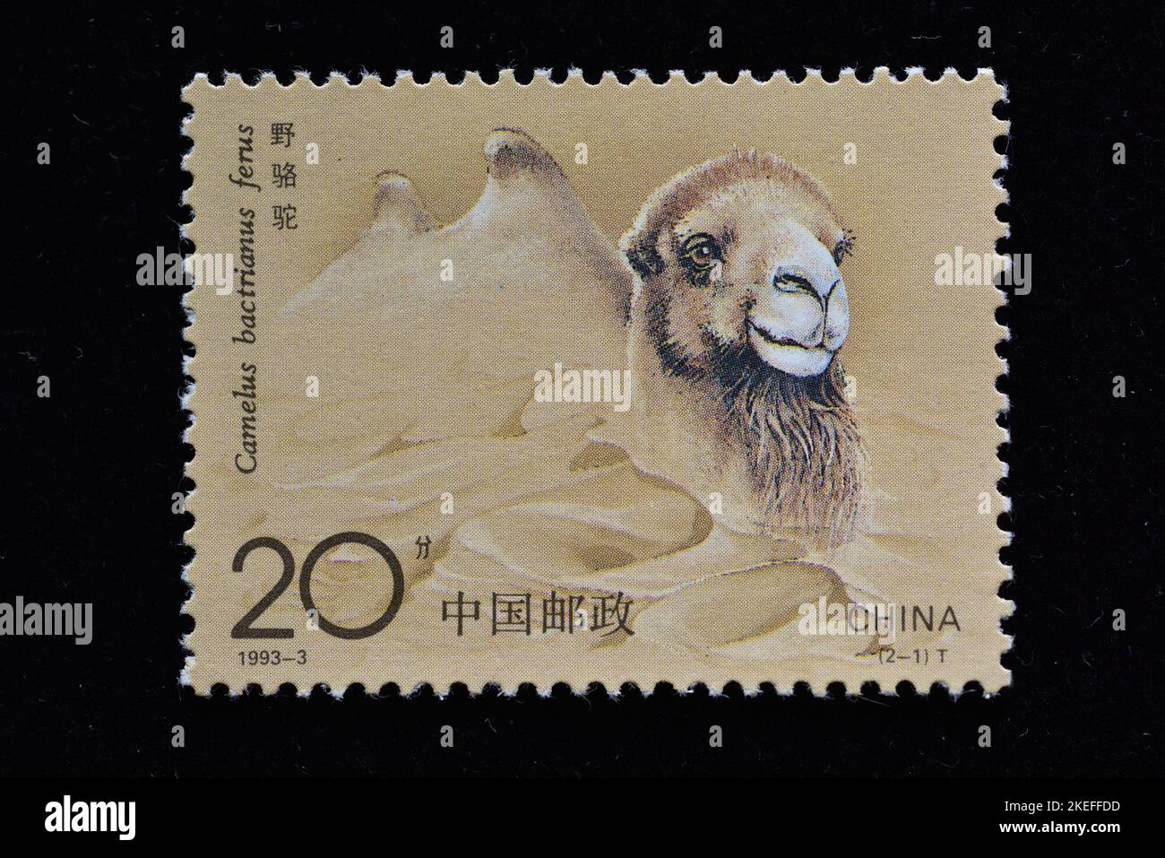 CHINA - CIRCA 1993: A stamps printed in China shows 1993-3 Wild Camel ...