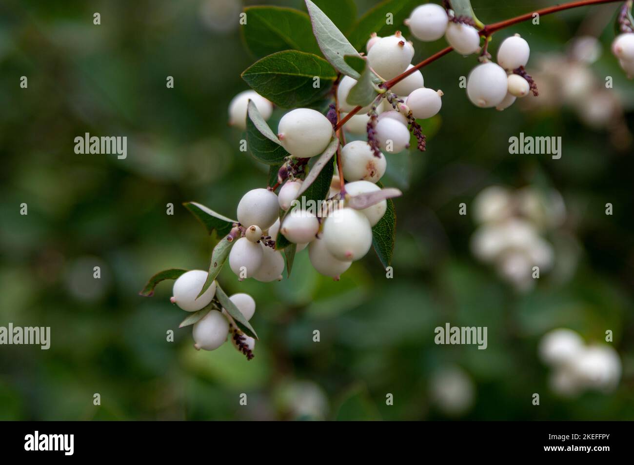 Close up Symphoricarpos, commonly known as the snowberry or ghostberry ...