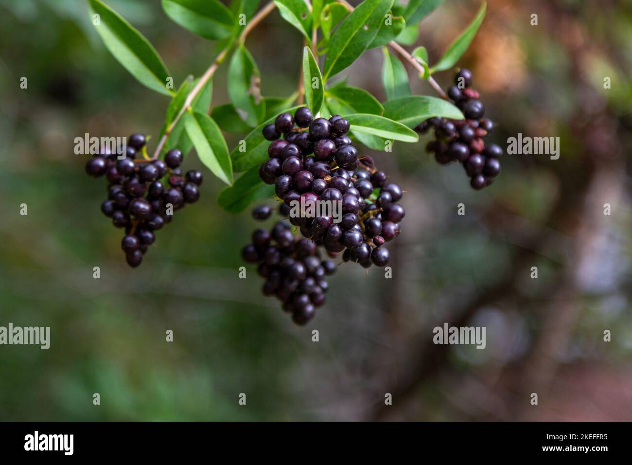 Ligustrum vulgare hi-res stock photography and images - Alamy