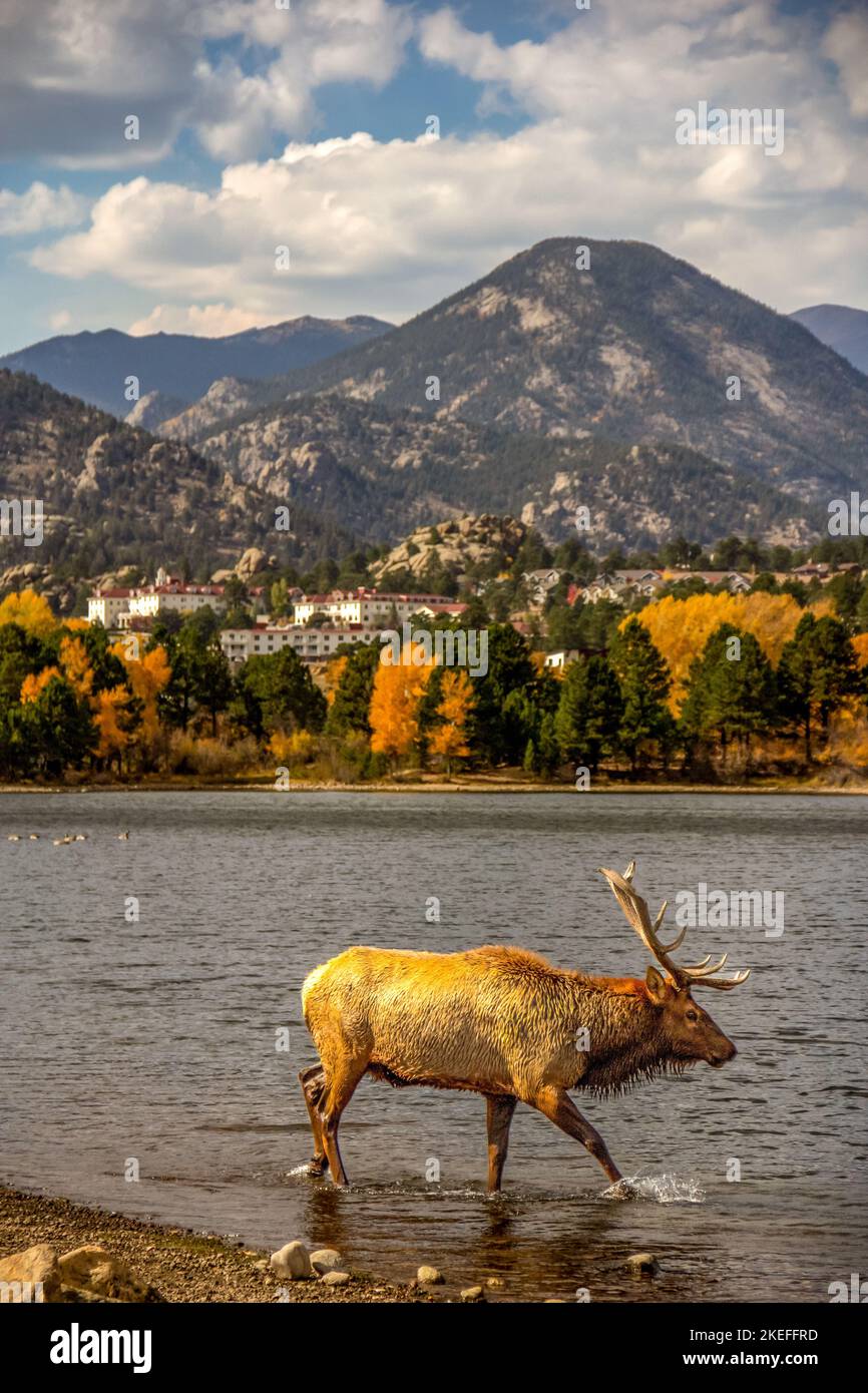 bull elk wading in water in estes park colorado Stock Photo - Alamy
