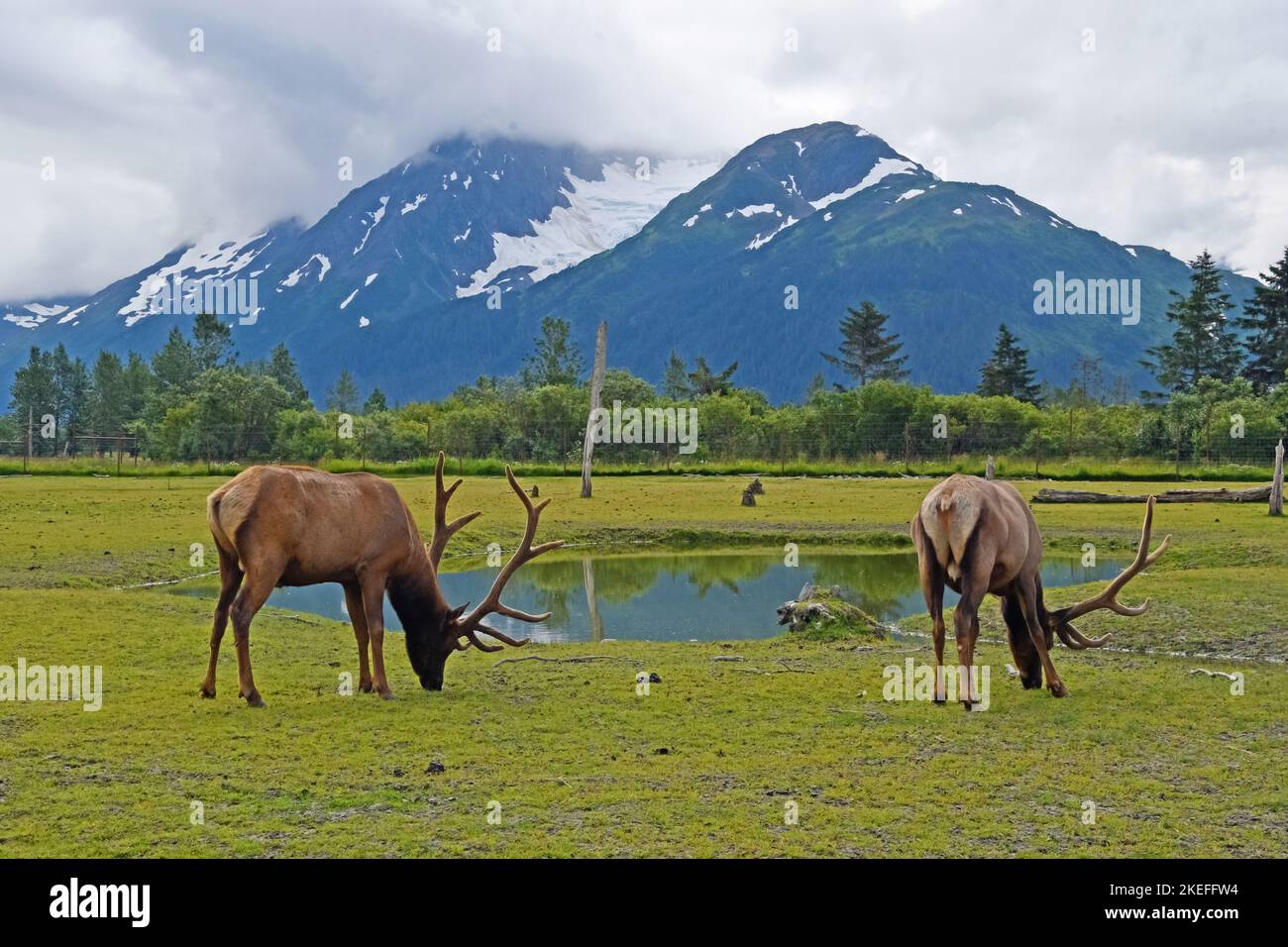 Caribous in Alaska Wildlife Conservation Center, Alaska Stock Photo - Alamy