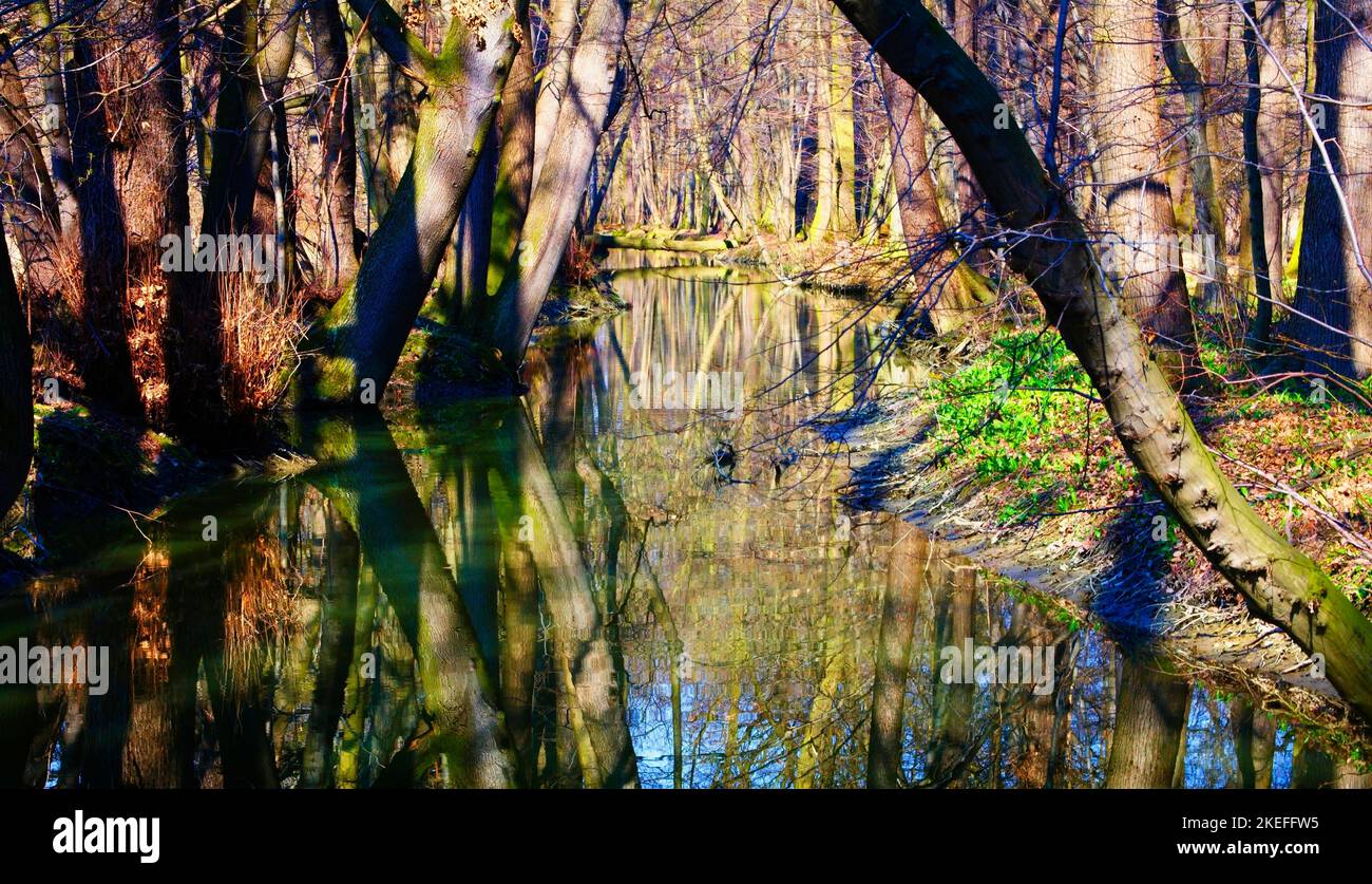 Spring in the floodplain forest in Polanka nad Odrou in Moravia in the ...