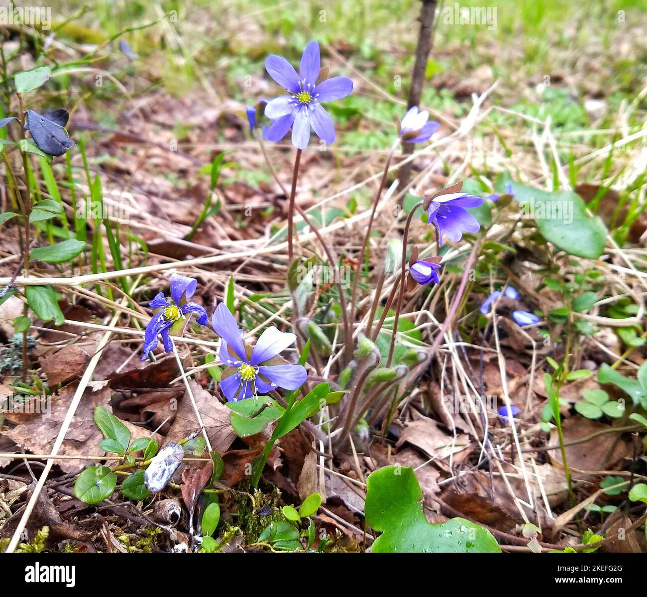 Classic white anemone hi-res stock photography and images - Alamy