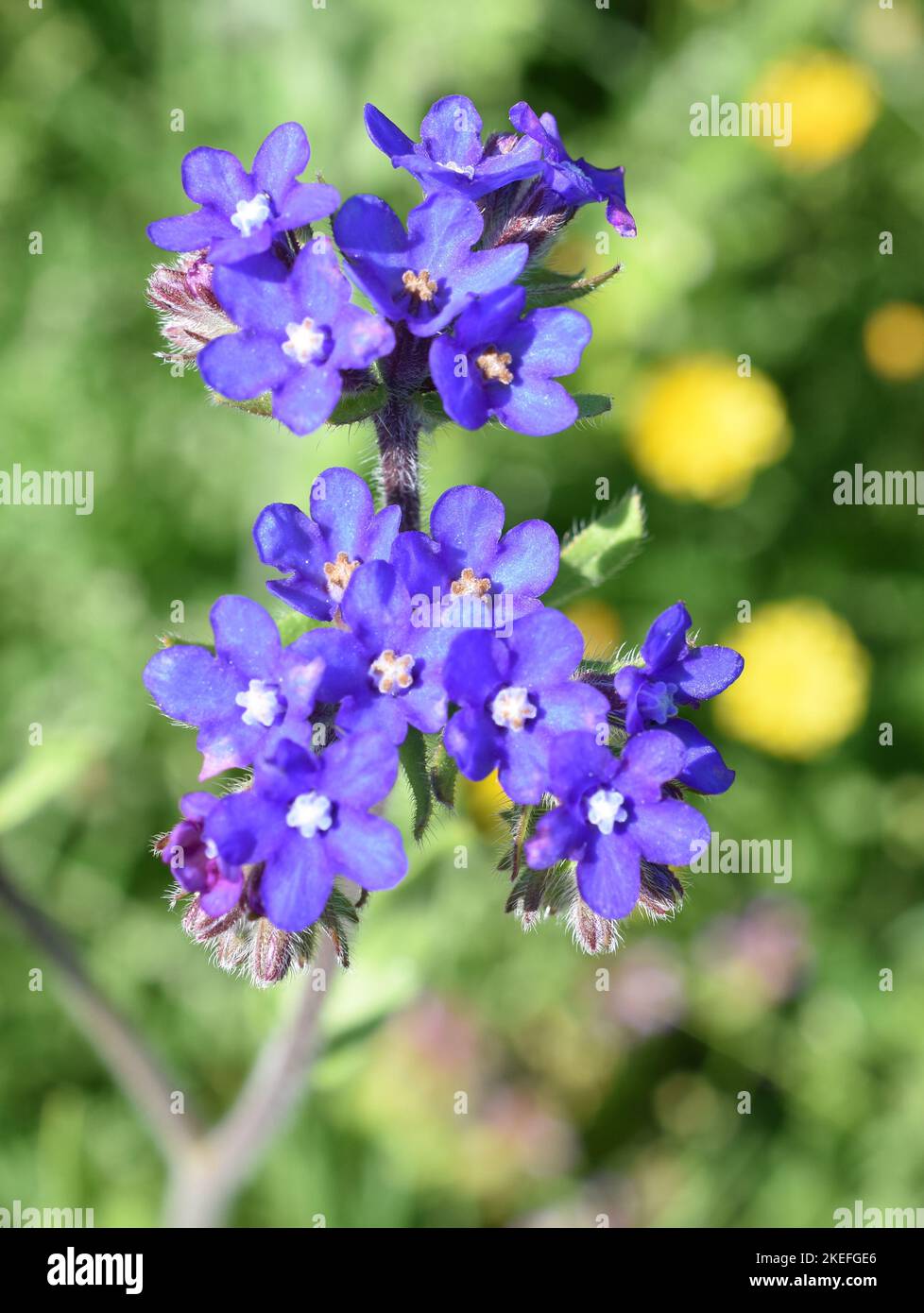 Common bugloss Anchusa officinalis medicinal herb blue flower Stock ...