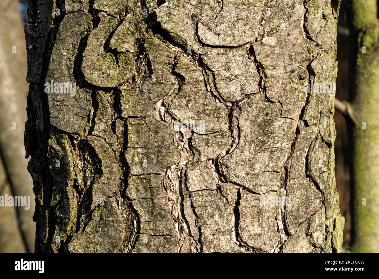 trunks of deciduous trees Stock Photo - Alamy