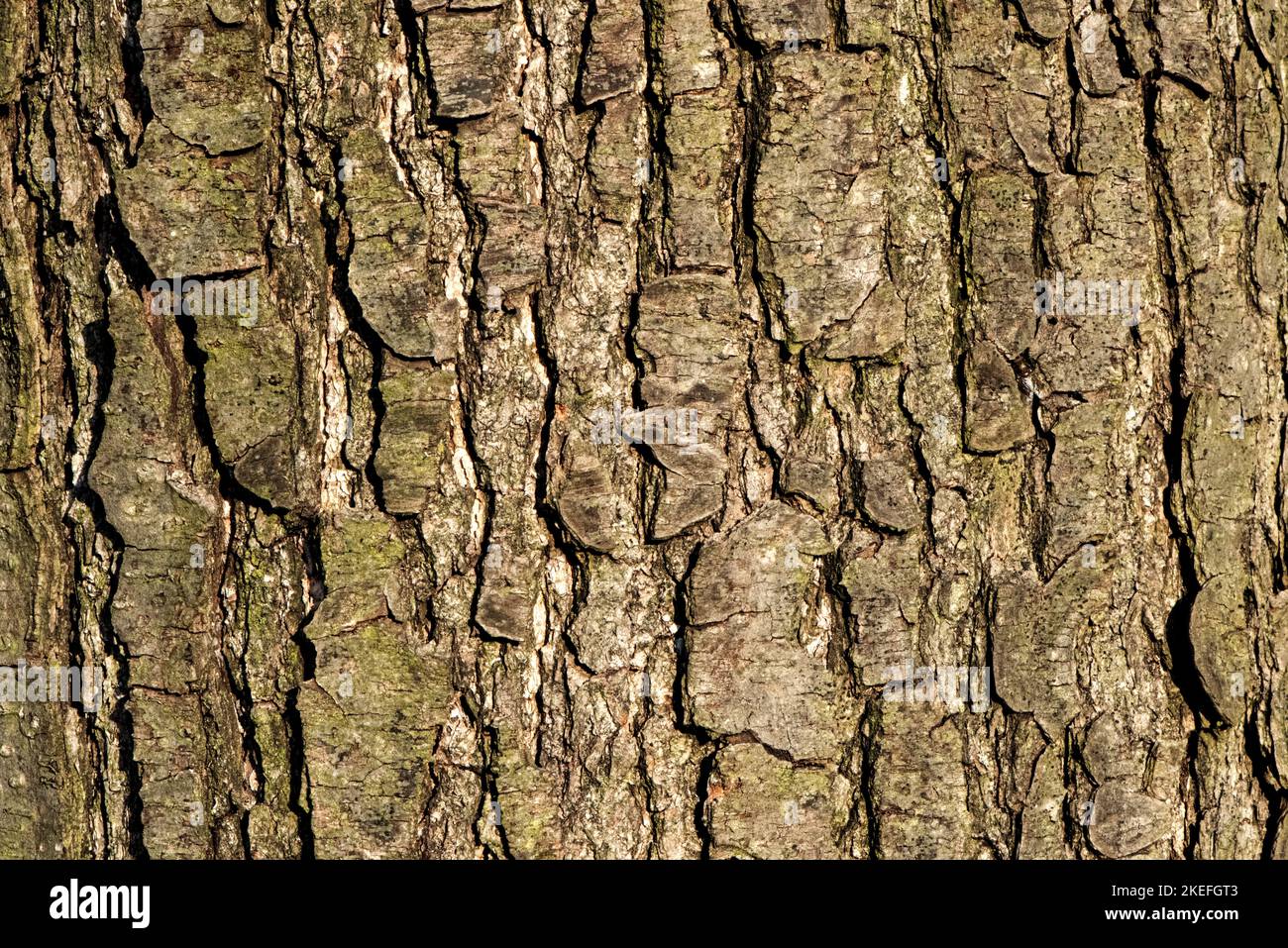 trunks of deciduous trees Stock Photo - Alamy