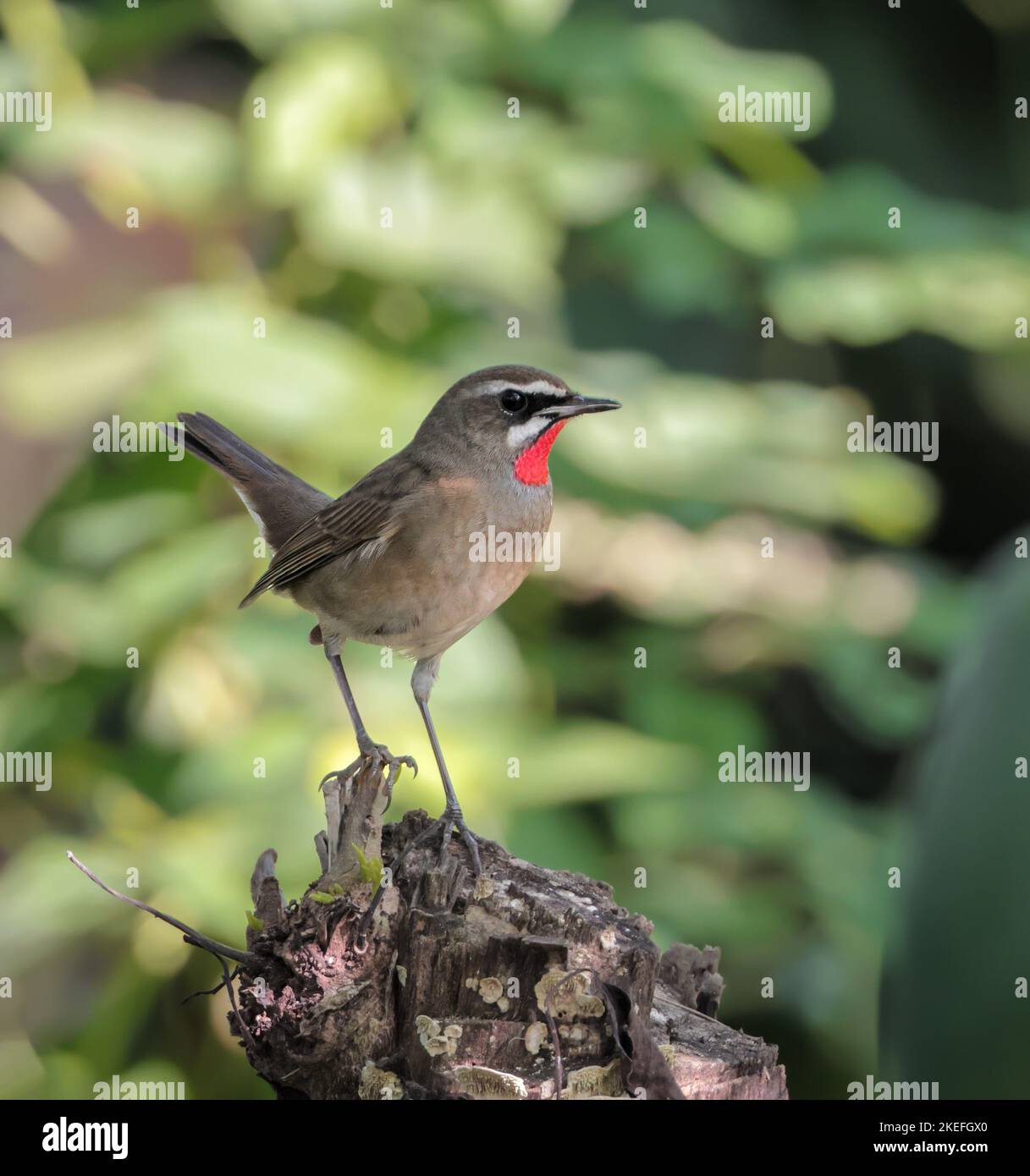 Siberian Rubythroat is a ground-loving songbird of Asia. They primarily ...