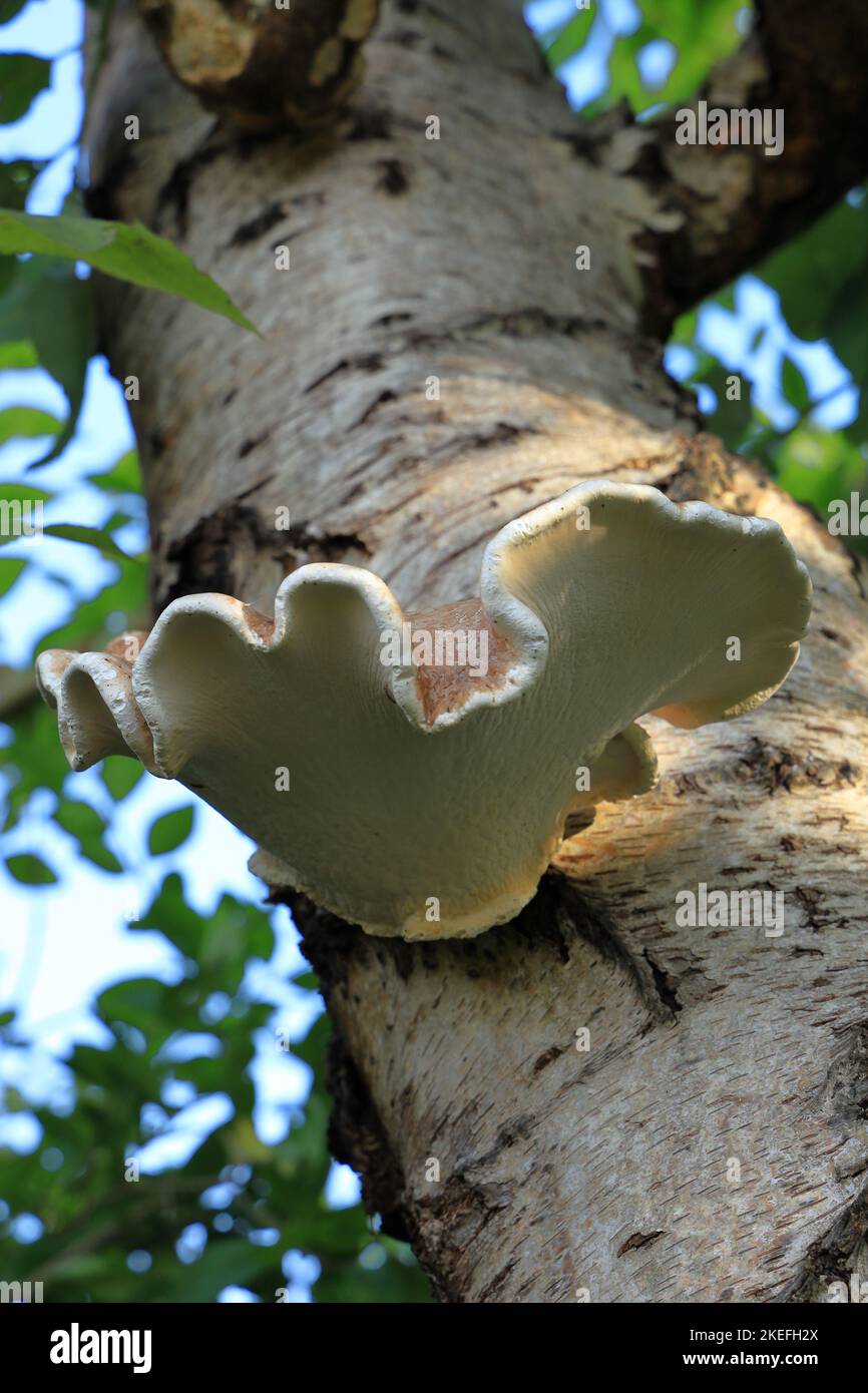 Bracket or Shelf fungus Ganoderma growing high on a birch tree Stock ...