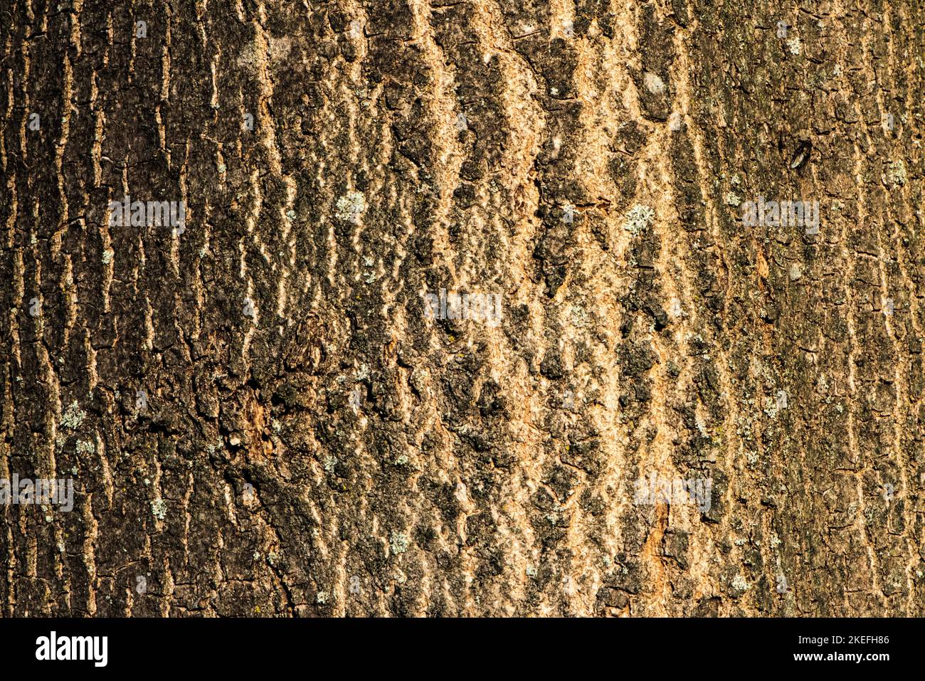 trunks of deciduous trees Stock Photo - Alamy