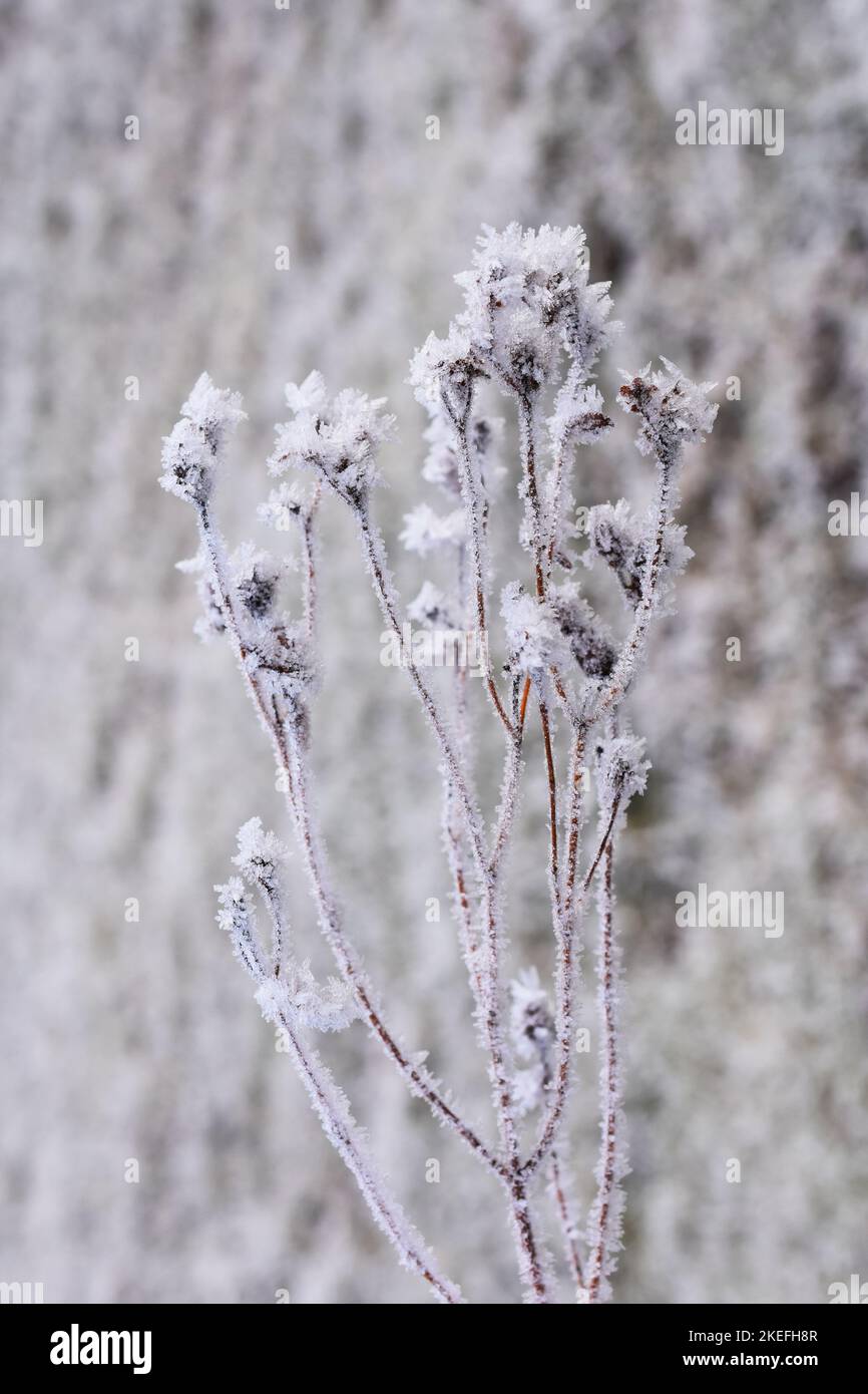 faded plant covered in ice crystals Stock Photo - Alamy