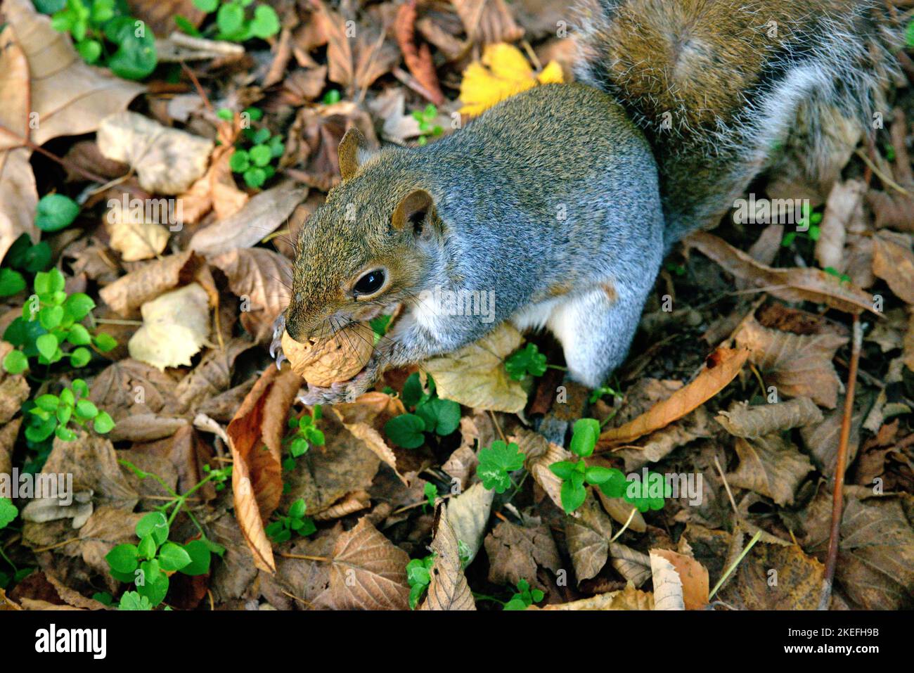 Walnut species hi-res stock photography and images - Alamy