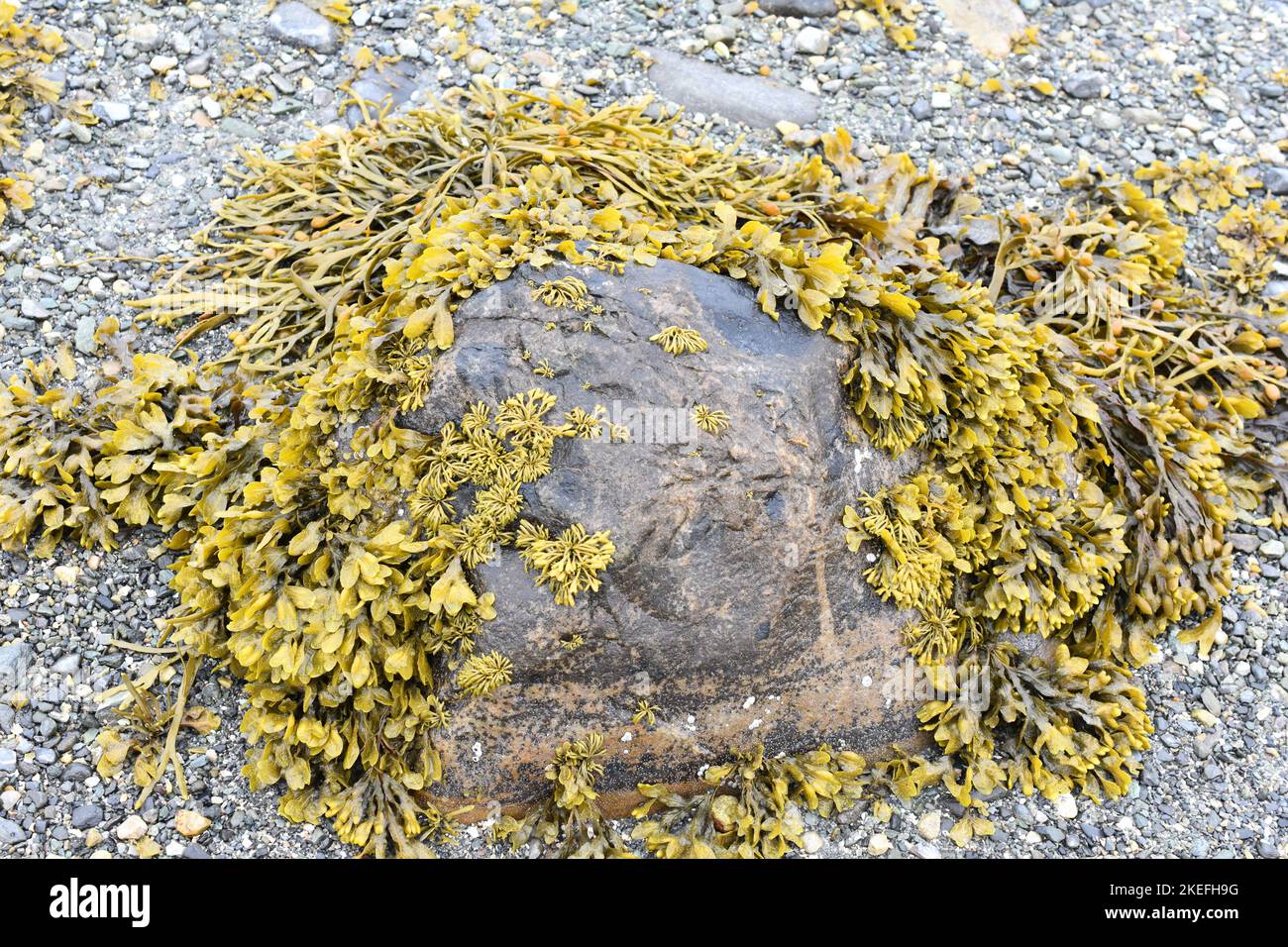 Different types of brown algae growing on a stone on a shore Stock ...