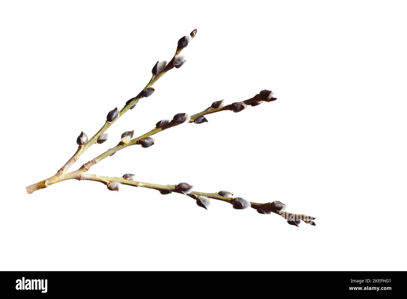 Gray fluffy pussy willow buds early spring on white background Stock ...