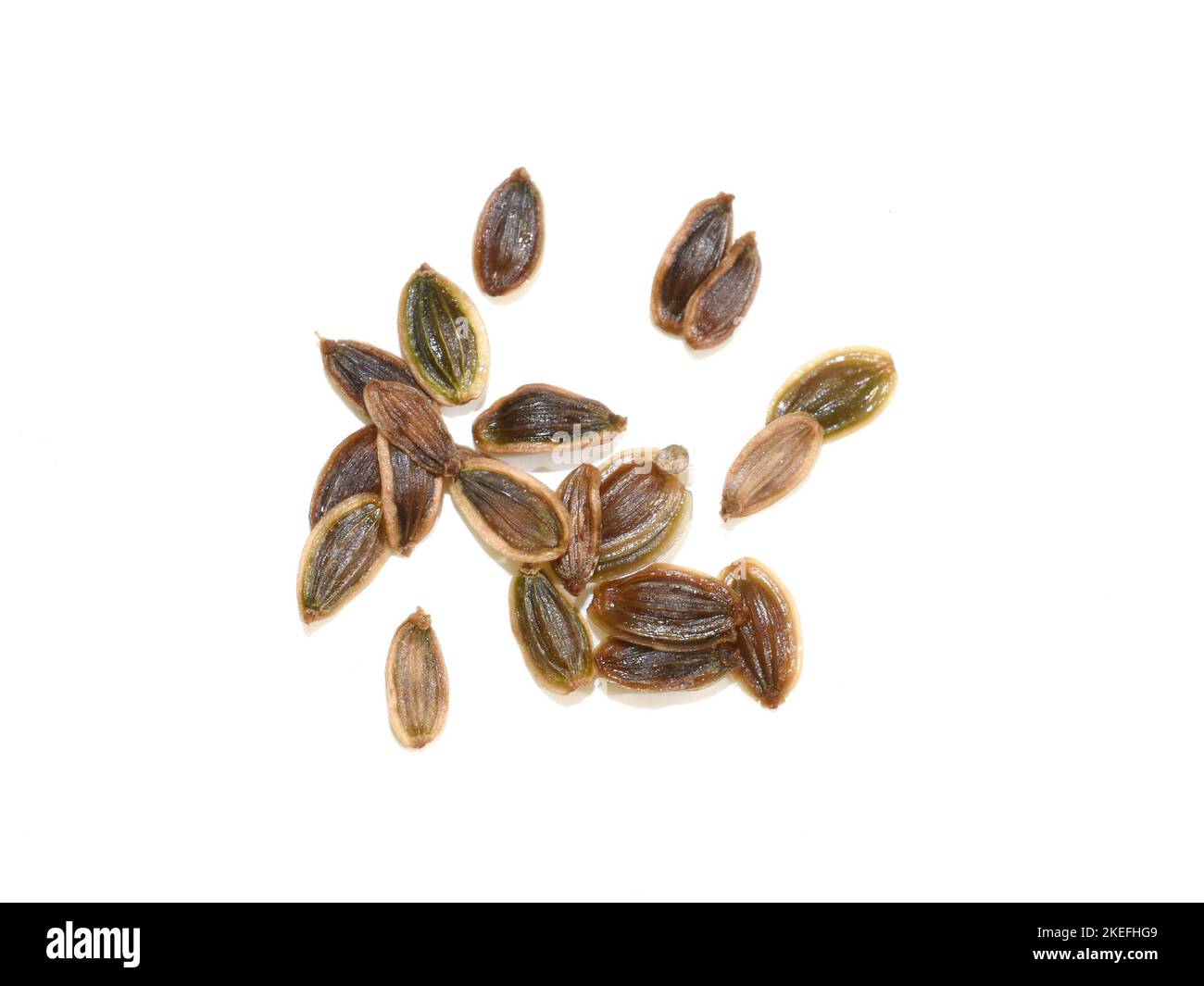 Levisticum officinale lovage seed on white background Stock Photo - Alamy