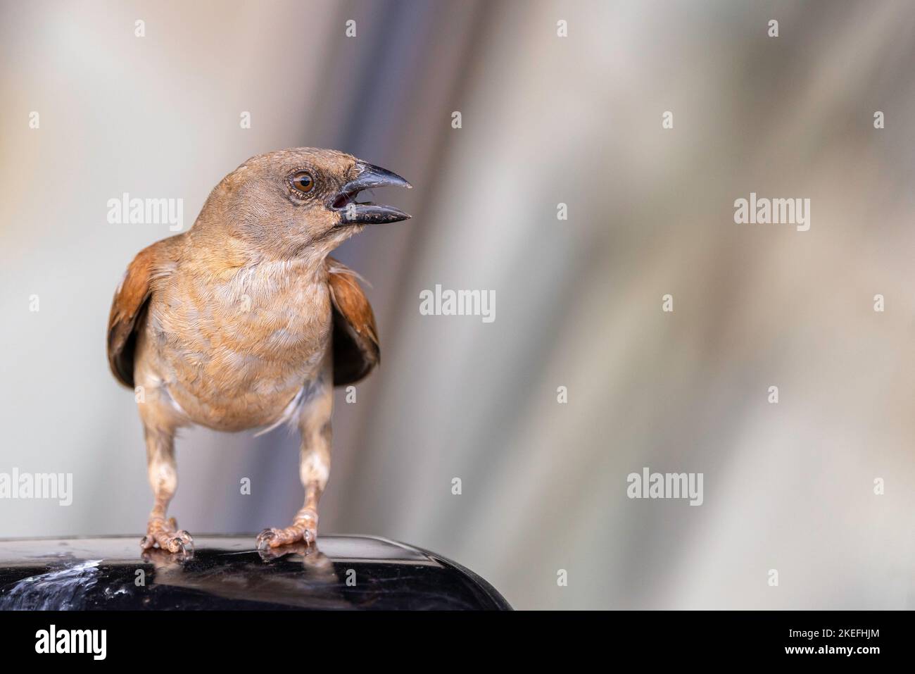 A closeup shot of a Indicator with a blurred background Stock Photo - Alamy