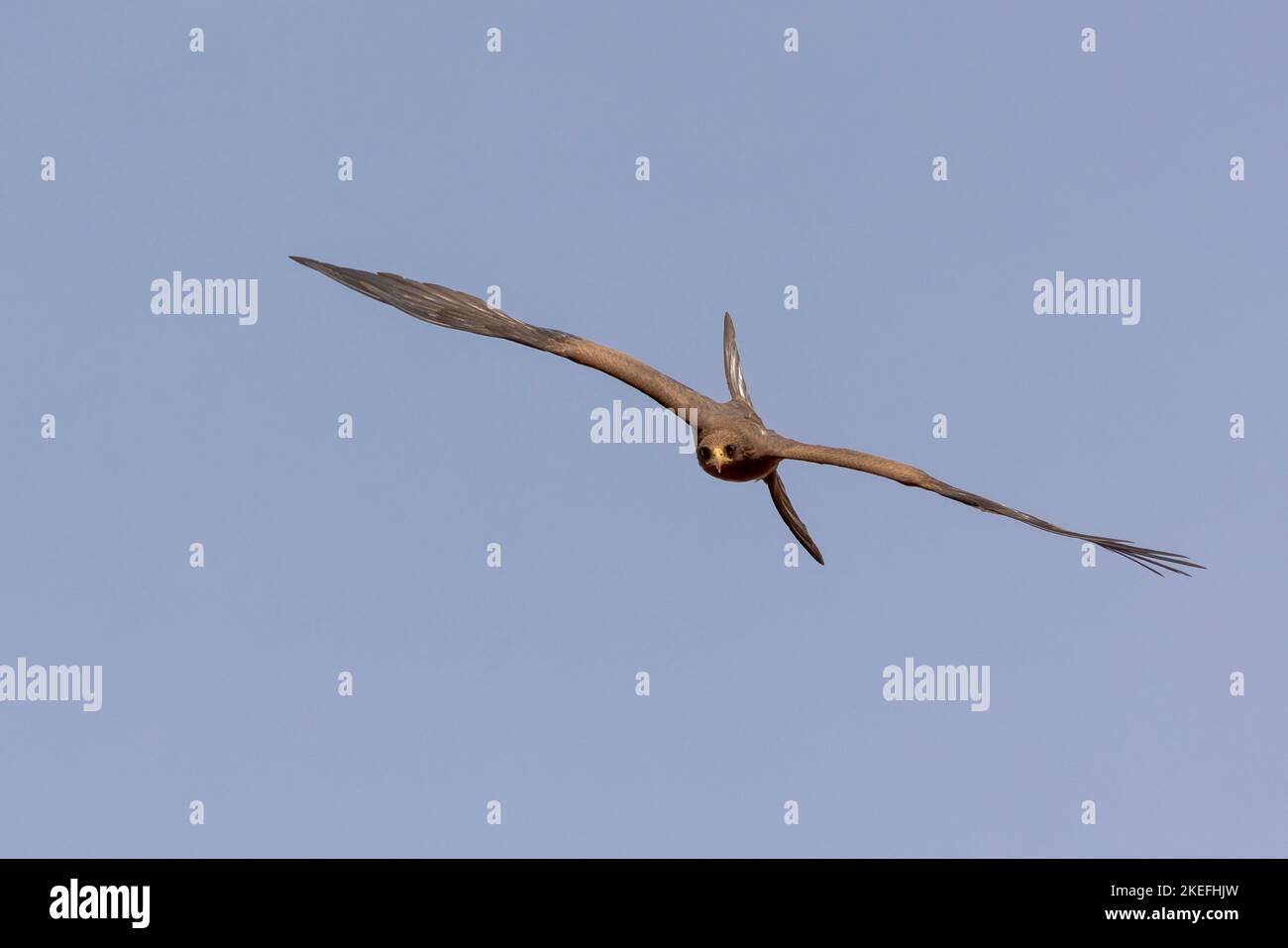 A closeup shot of a bird flying against a blue sky Stock Photo - Alamy
