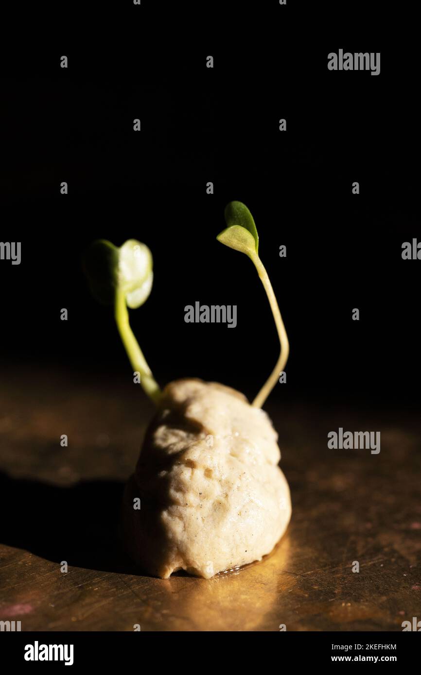 Raised from seeds hi-res stock photography and images - Alamy