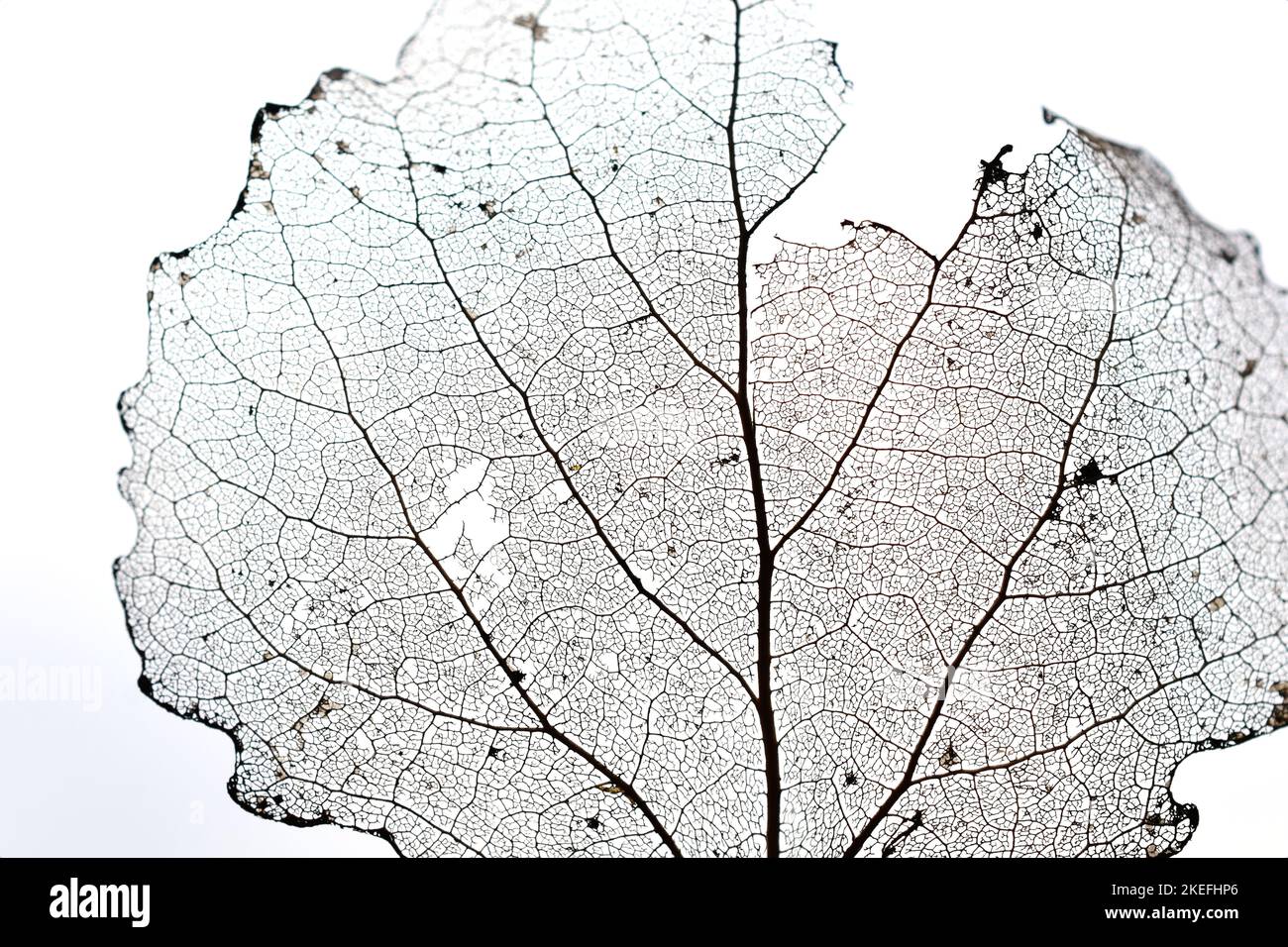 Close-up on old dead decaying aspen leaf on white background Stock ...