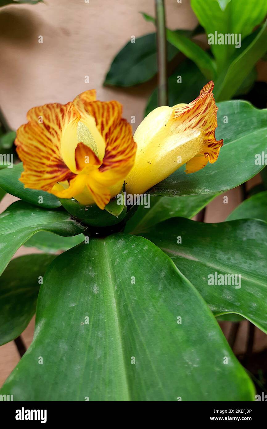 A closeup of the bloomed flowers and green leaves of Chamaecostus ...
