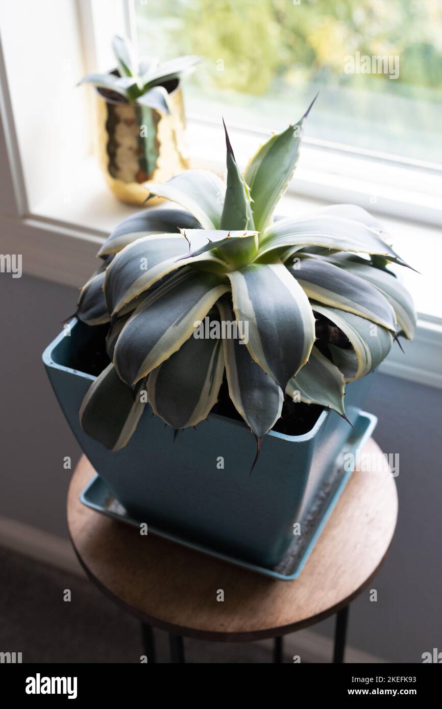 Agave 'Cream Spike' mother plant in foreground and propagated baby ...