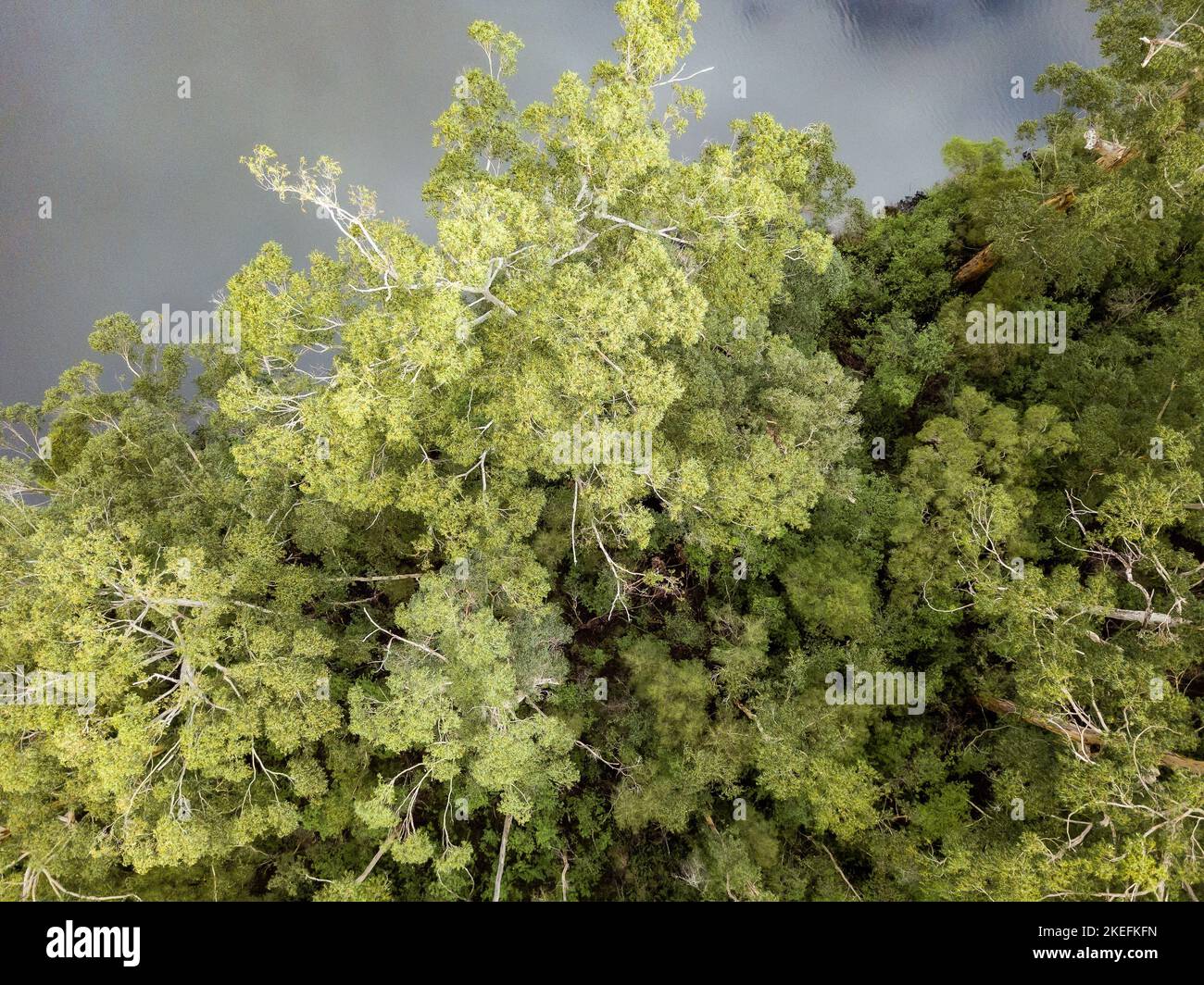 An aerial view of trees in Karri Valley, Pemberton Western Australia ...