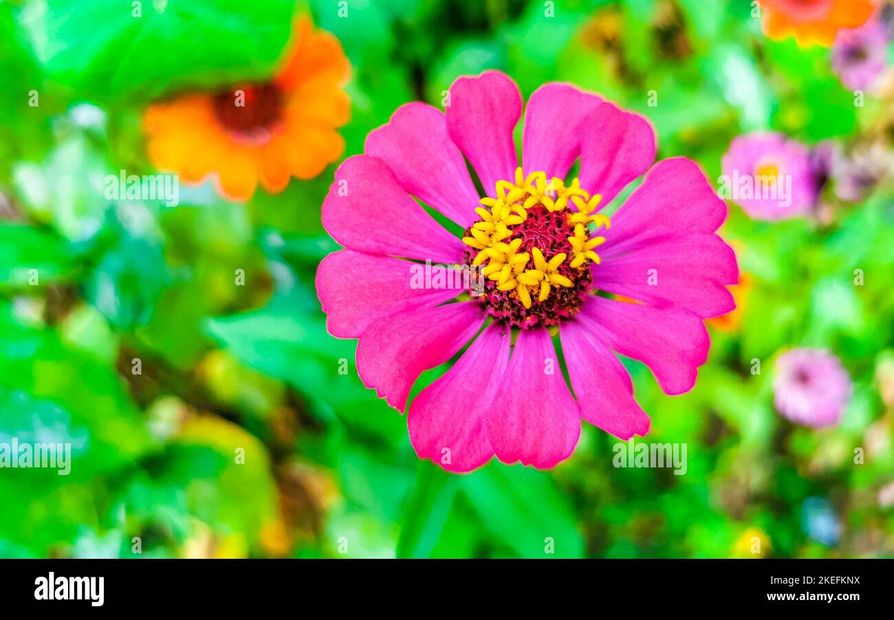 Purple pink and red flower flowers and plants plant in tropical garden ...