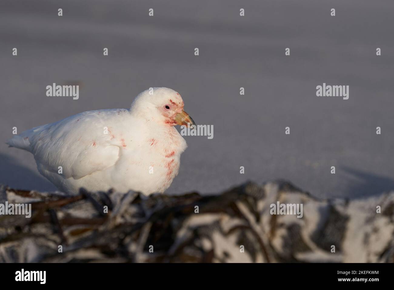 Pale-faced Sheathbill (Chionis albus) on the coast of Sea Lion Island ...